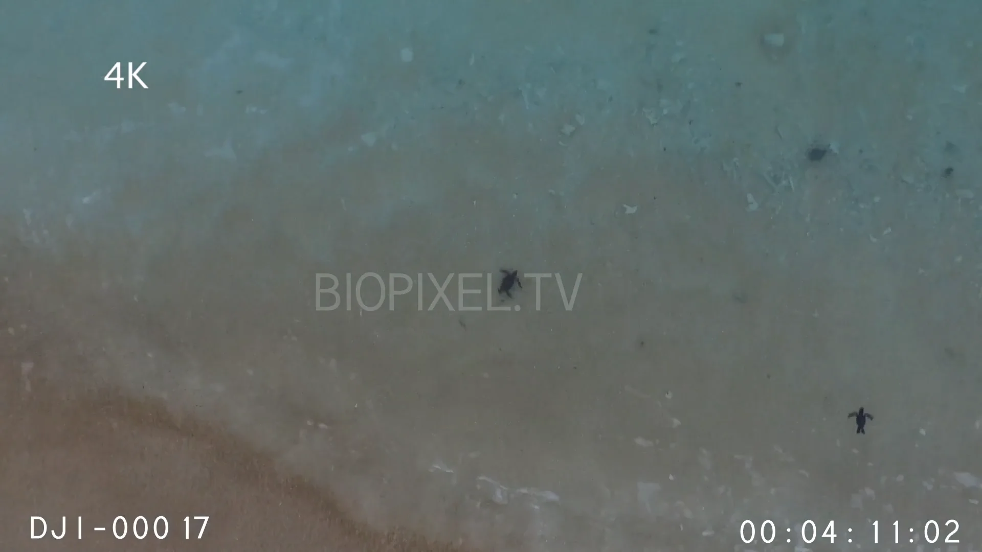 Reptiles - Aerial - Green sea turtle hatchlings 4K on Vimeo