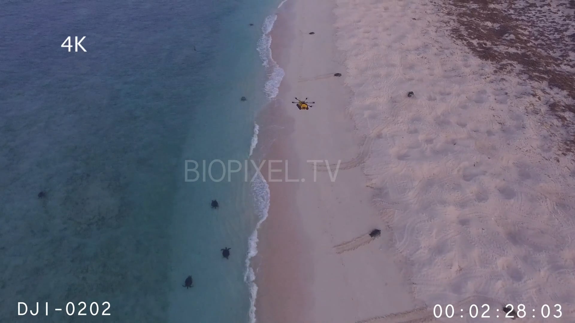 4K Sea Turtles - Drone research on Turtles 4K Drone aerial - PROMO on Vimeo