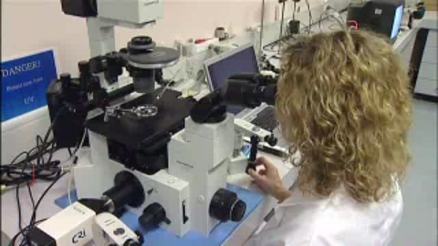 Nuclear transfer — Science Learning Hub