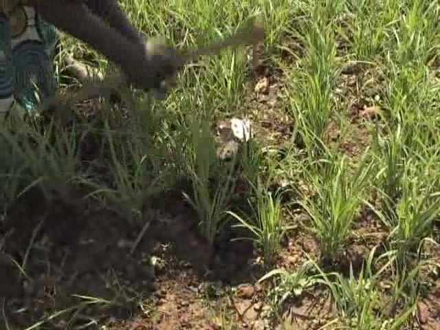 Evolution of Ripping as a Land Preparation Method - TheWaterChannel