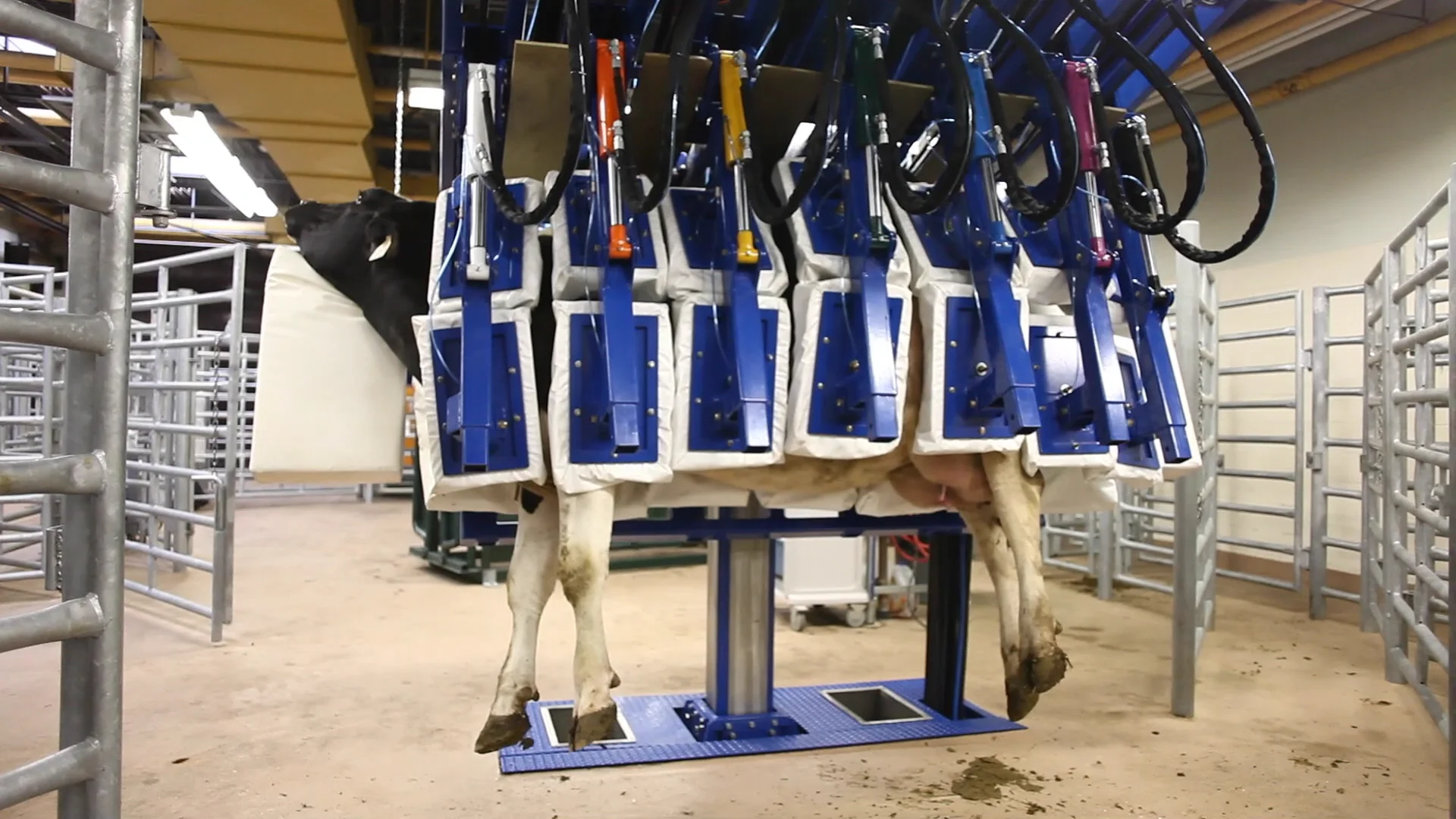 WCVM: bovine tilt table