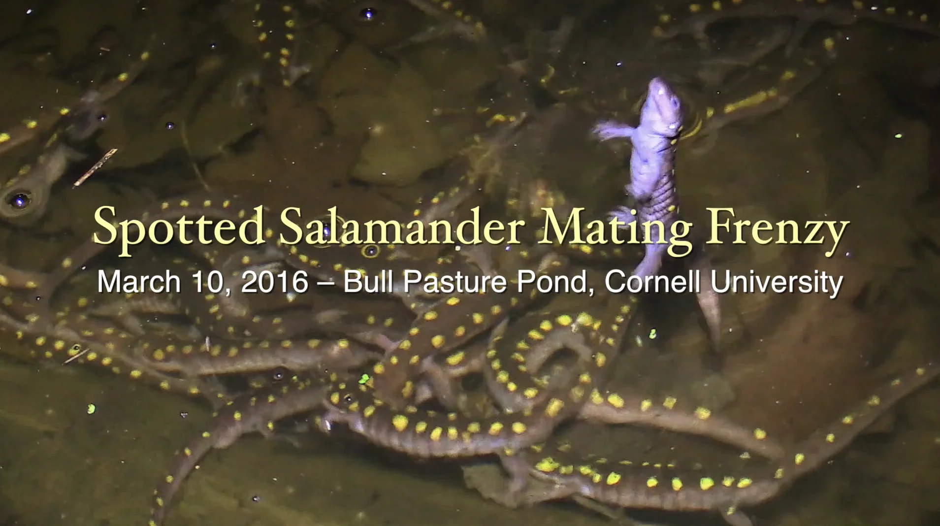 Spotted Salamander Mating Frenzy