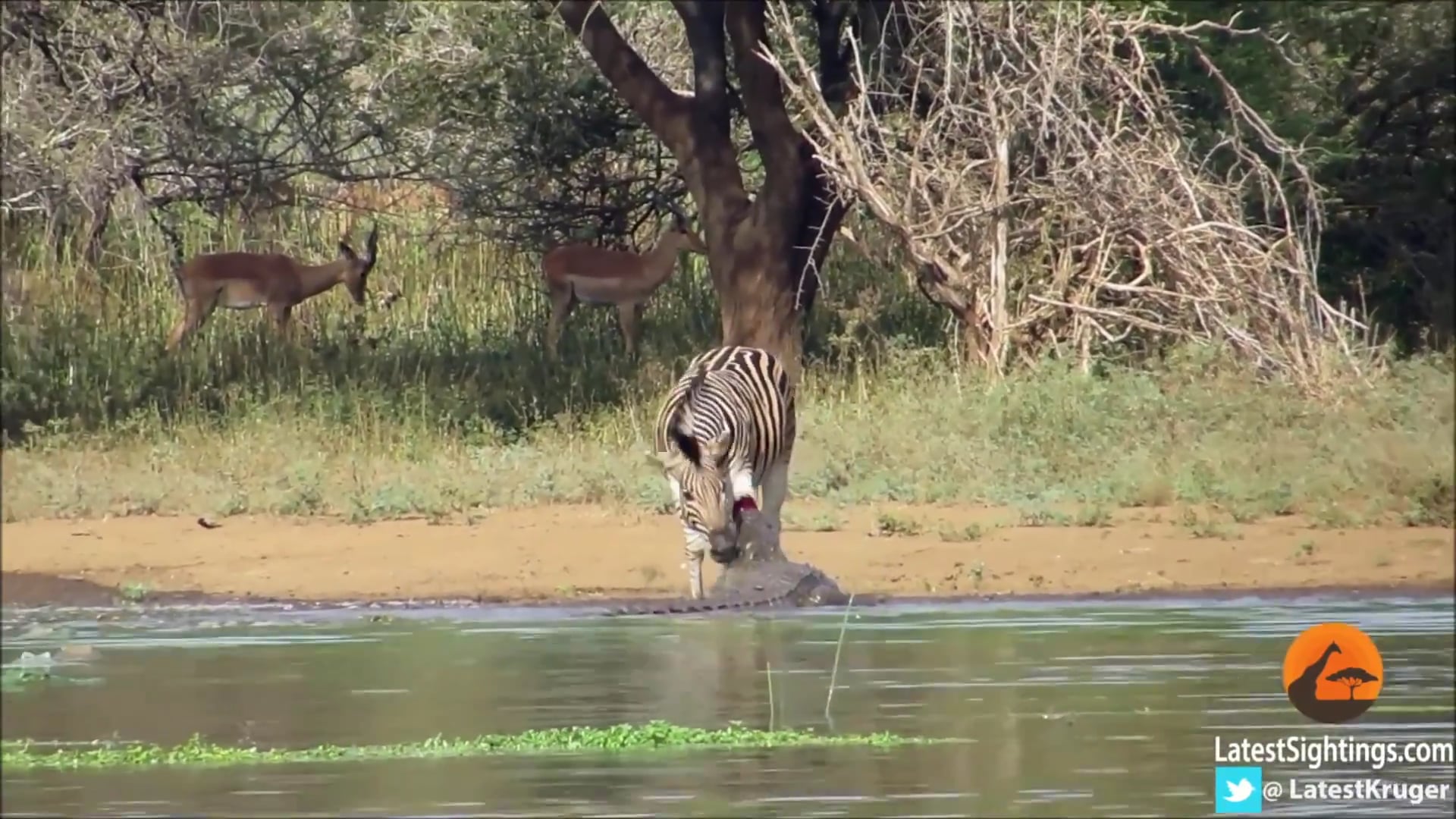 Amazing Animals Moments on Vimeo