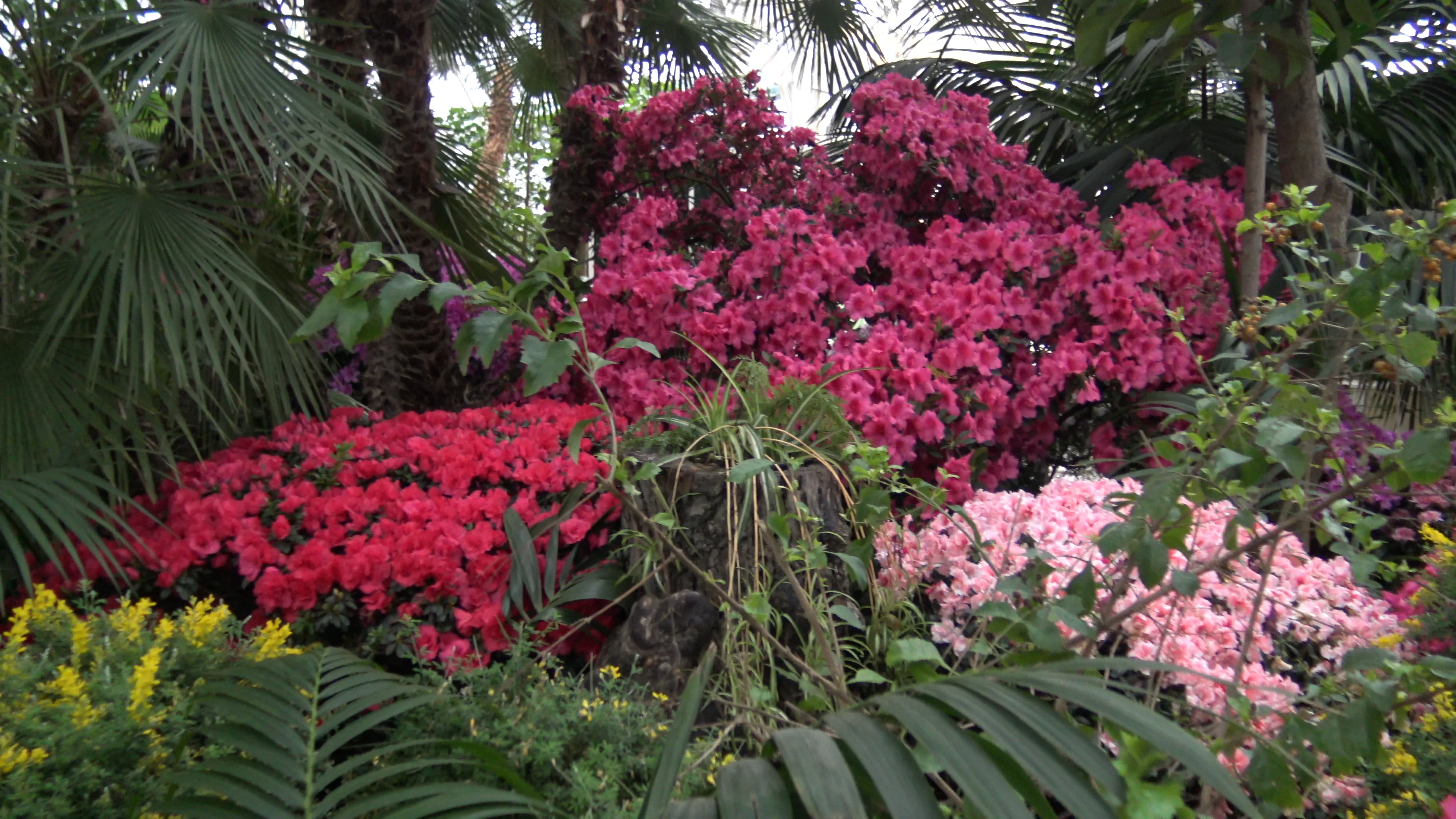 Flowers on Vimeo