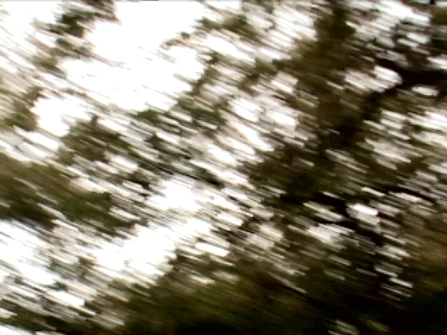 Tumic in Wolf Park on Vimeo