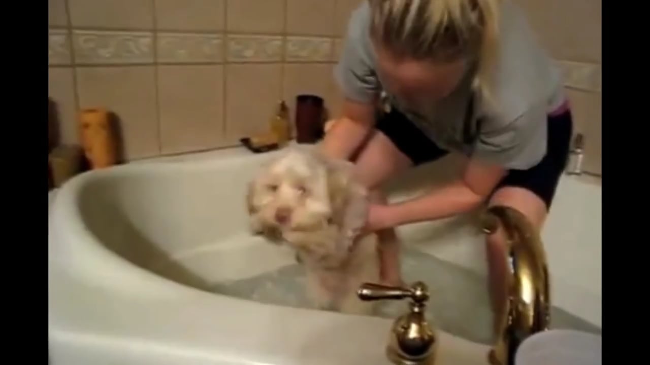 Dogs just don't want to bath - Funny dog bathing compilation on Vimeo
