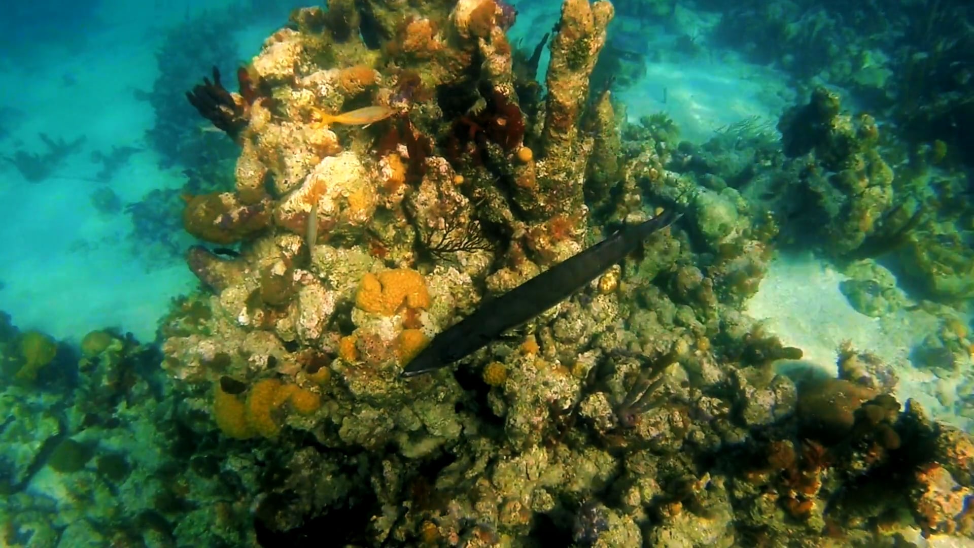 Turks and Caicos: Exploring Bight Reef on Vimeo