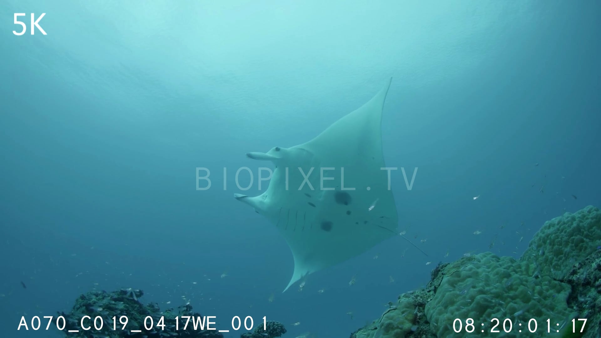 Fish Symbiosis - Manta ray 5K 2 on Vimeo