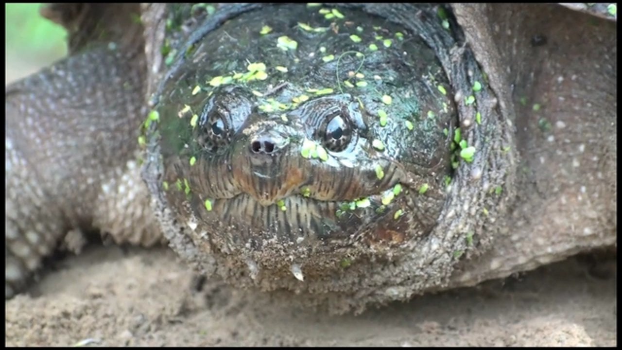Dramatic Turtle Stare Down on Vimeo