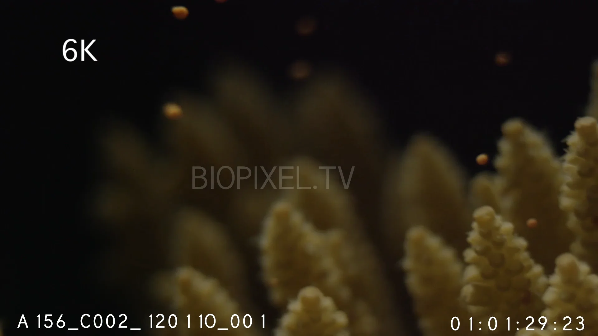 4K Coral Spawning - Coral spawning macro close up 6K 2 on Vimeo