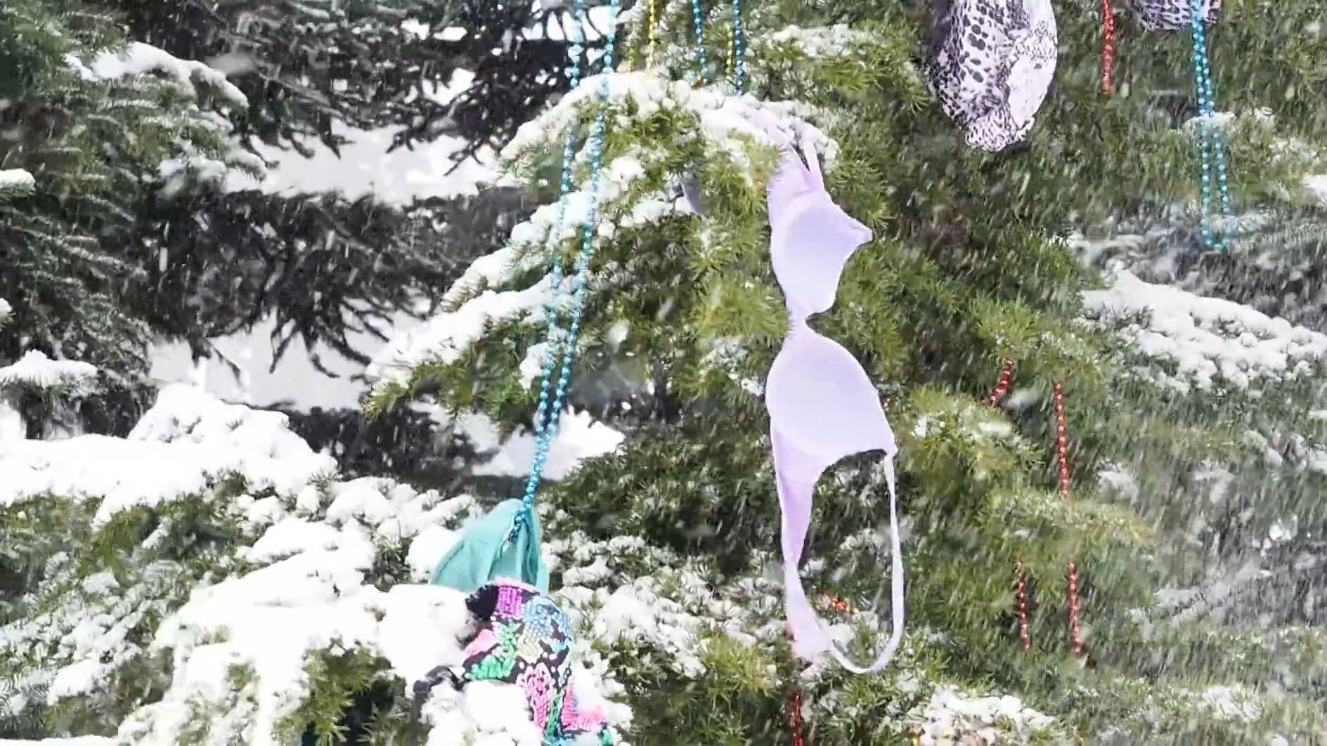 The Bra Tree on Vimeo