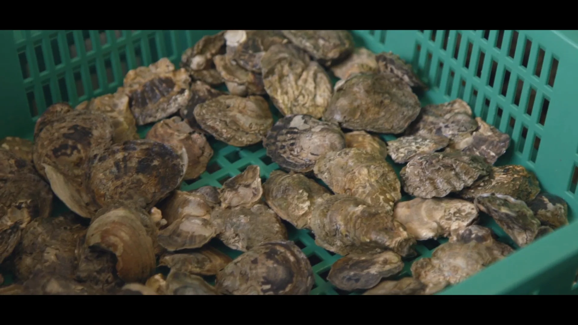 Restoring Puget Sound on Vimeo