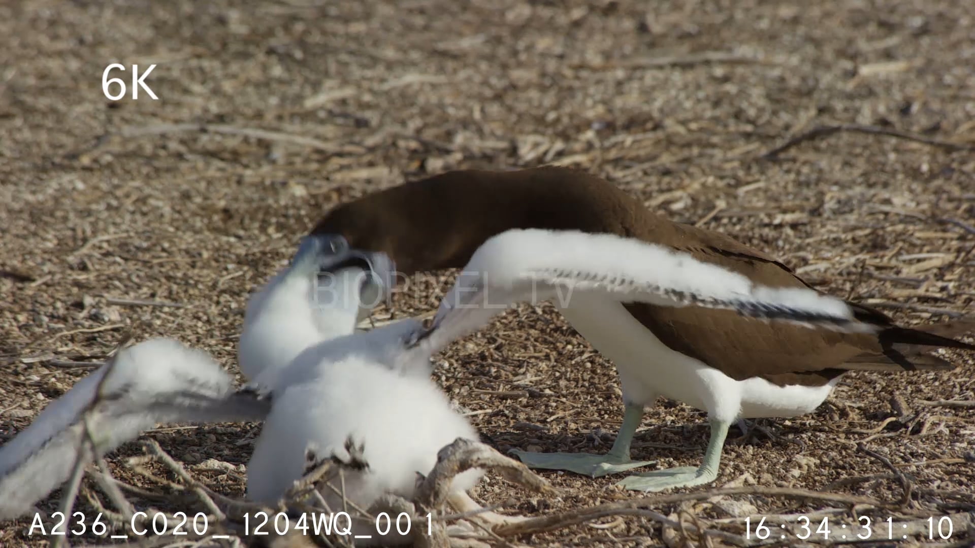 4K Feeding - Brown boobies feeding chicks 6K on Vimeo