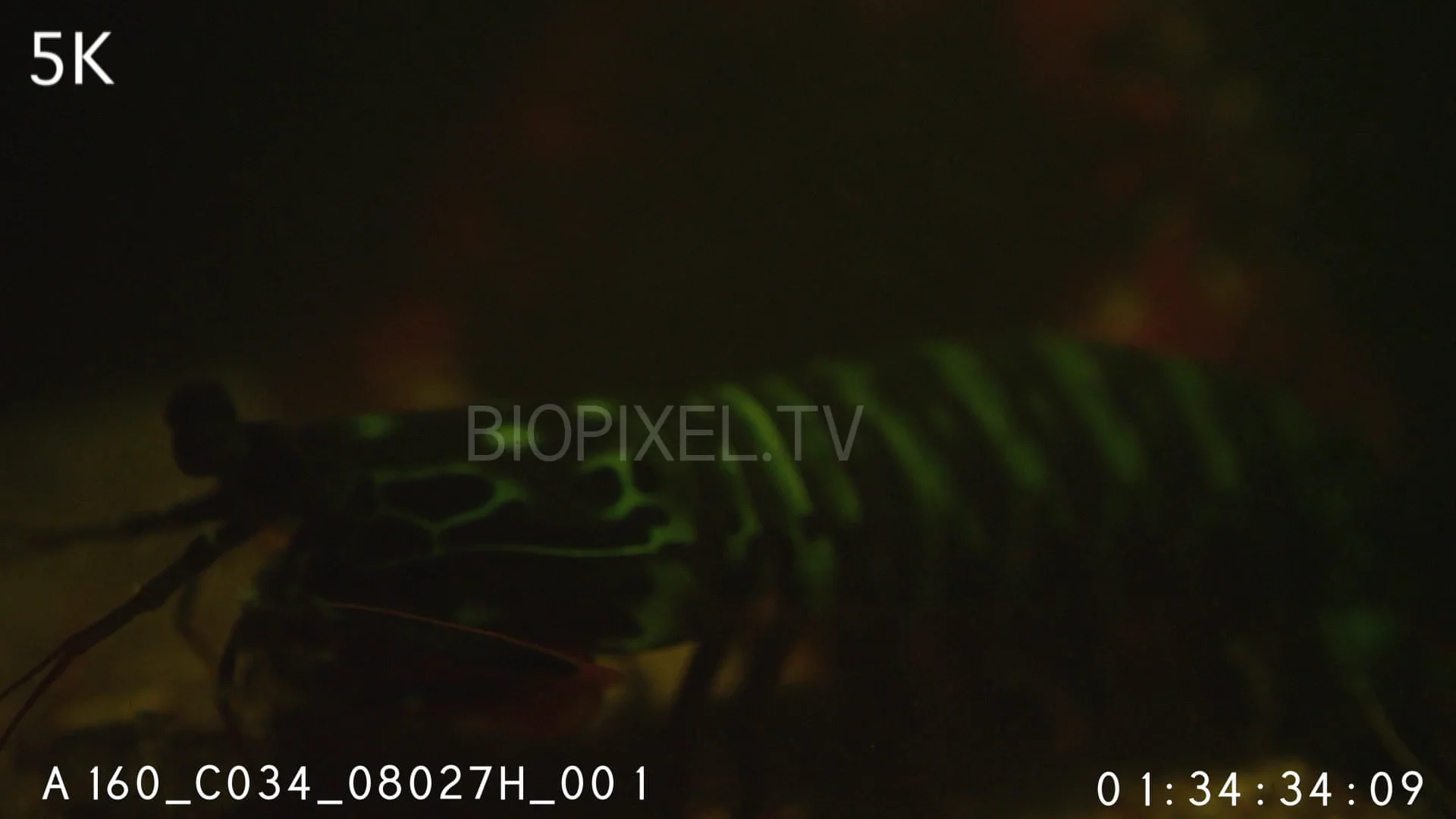 4K Night - Fluorescent Peacock Mantis shrimp 5K on Vimeo