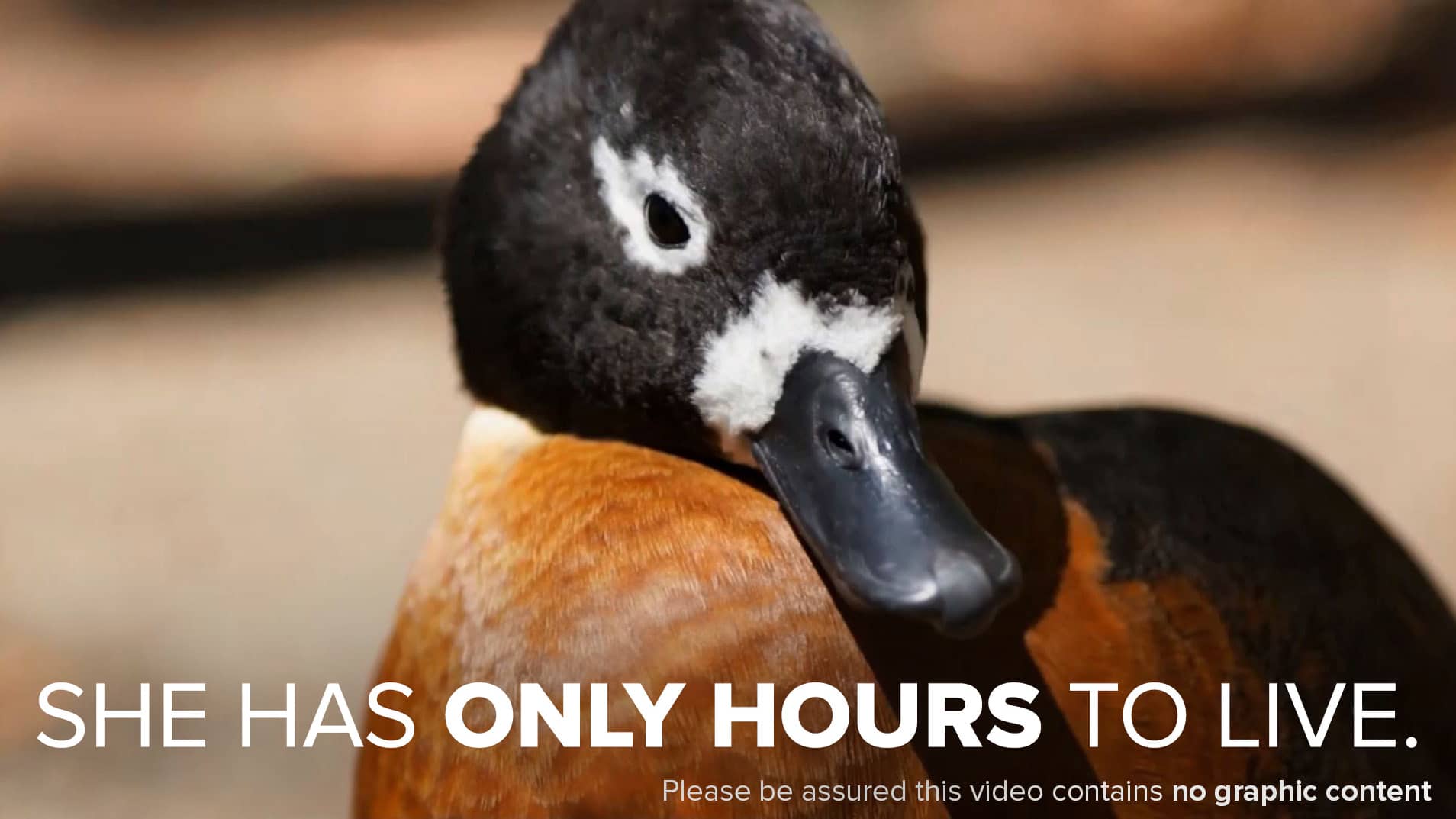 End Duck Shooting TVC on Vimeo