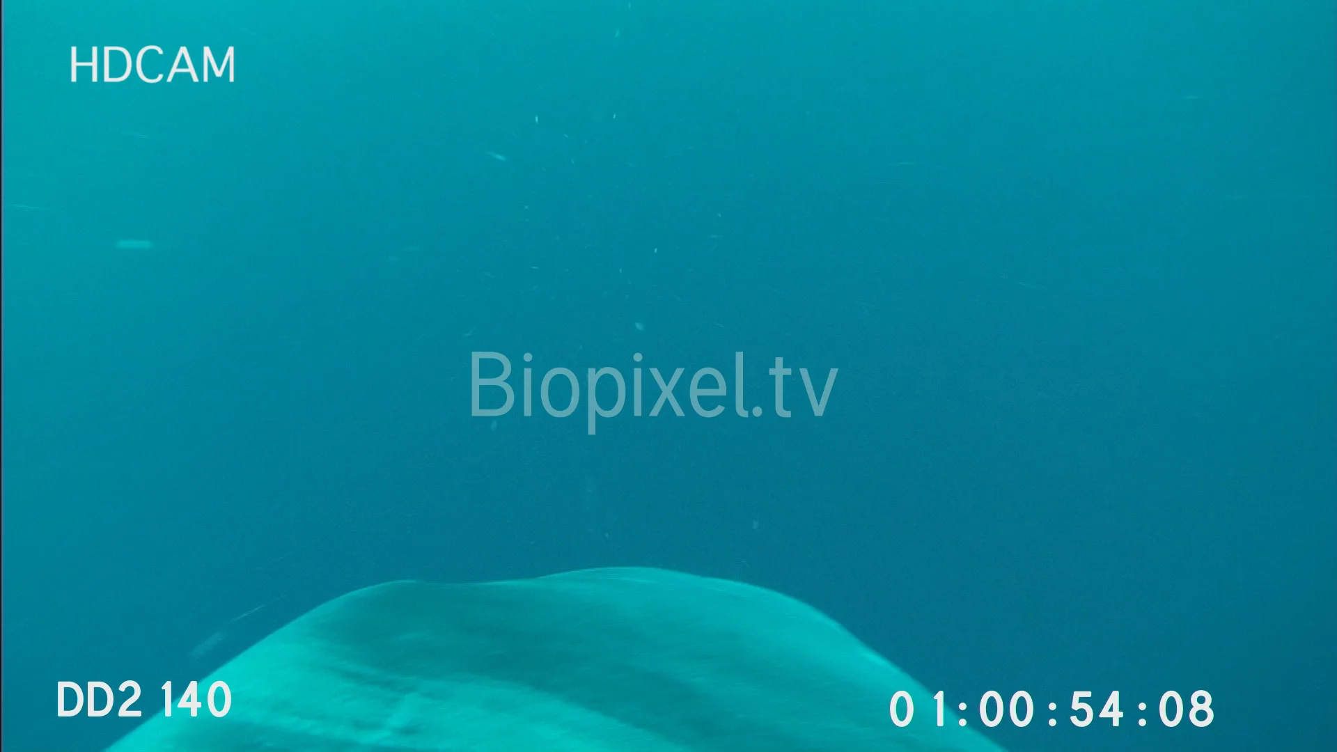 Shark Research - Tiger shark POV camera on its back 1 on Vimeo