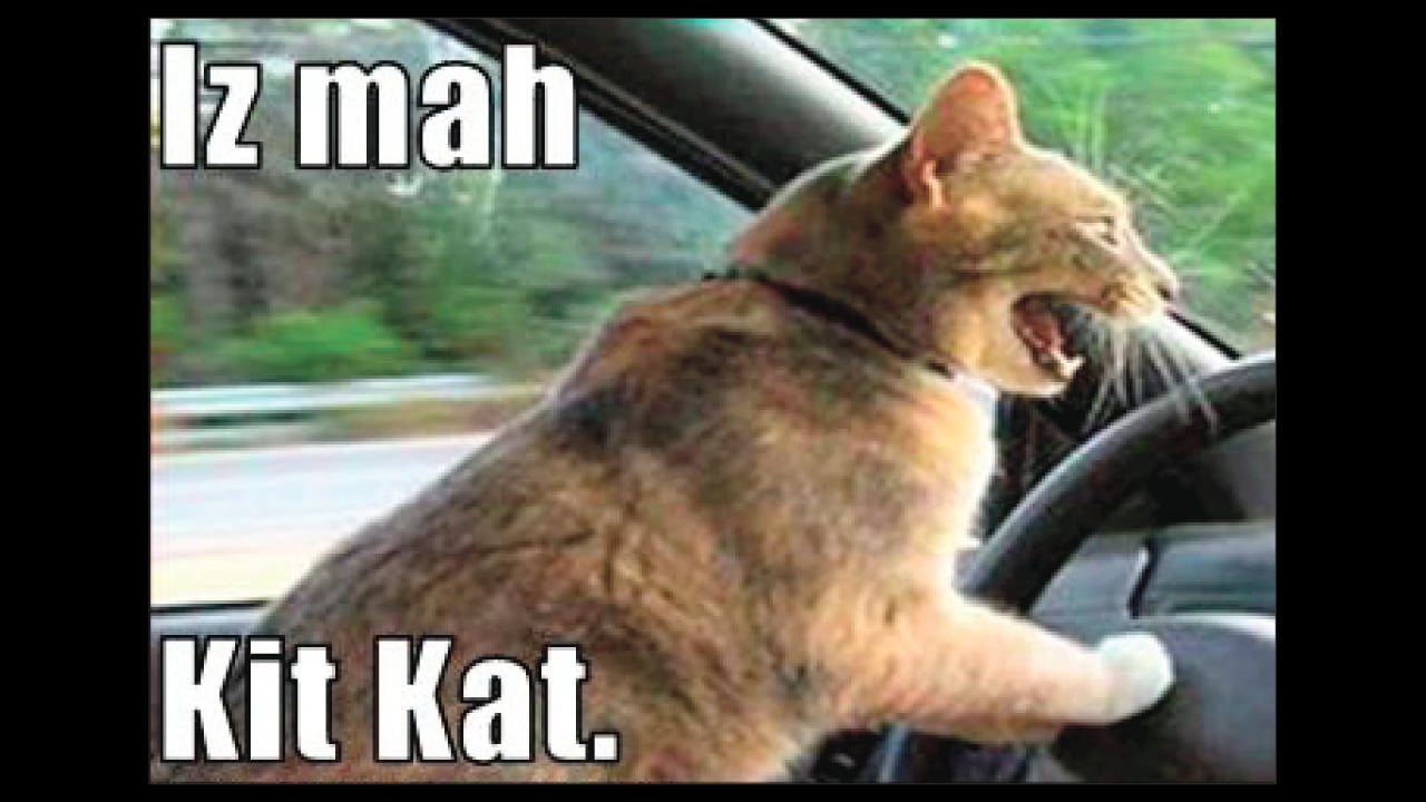 Kit Kat "LOL Katz" Web Film on Vimeo