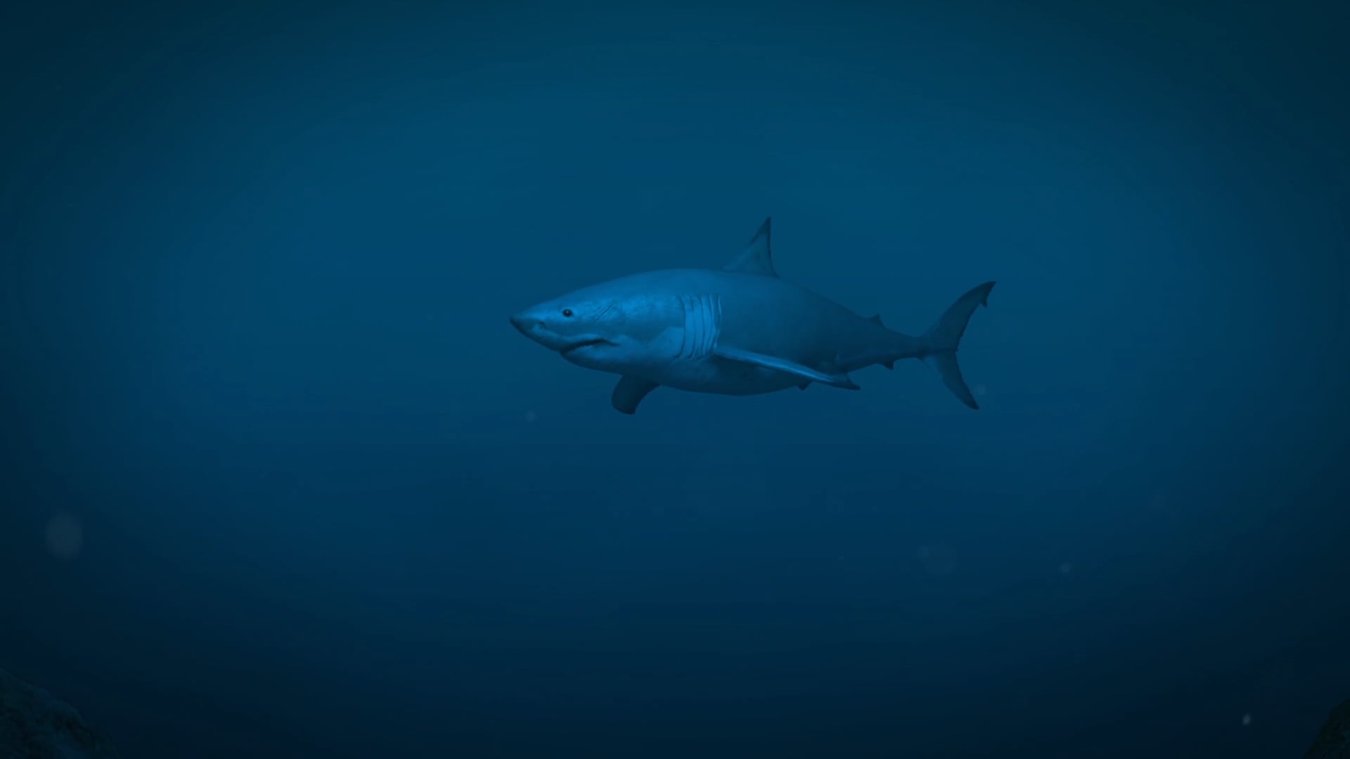 Great White Shark - VFX on Vimeo