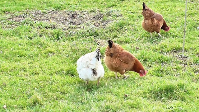 Pollos Ama De Casa Aves Corral - Free video on Pixabay - Pixabay