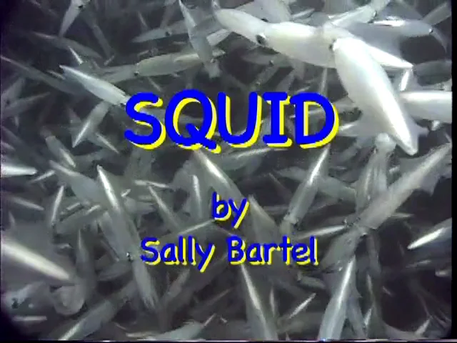 Squid Life Cycle
