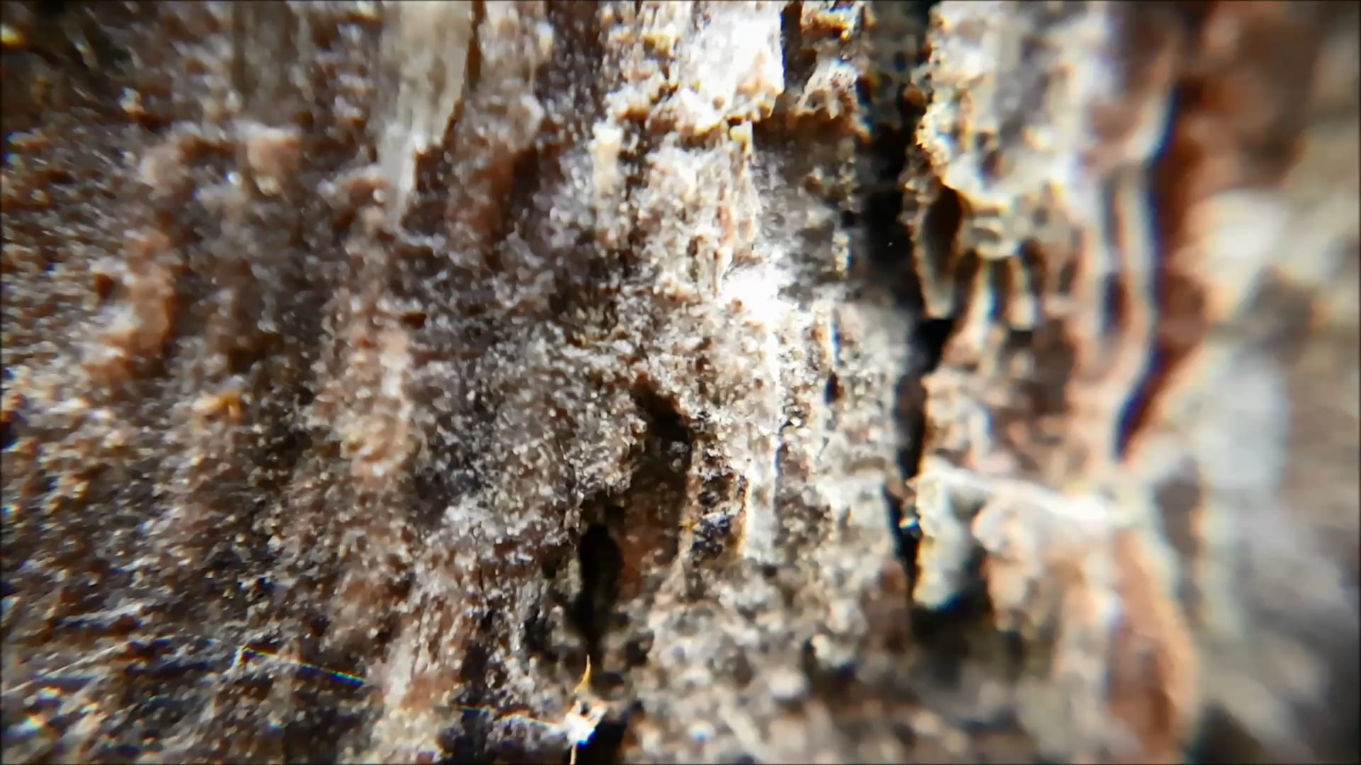 Macro Photography with Samsung Galaxy S7 with Nature (Test Shot the 20X ...