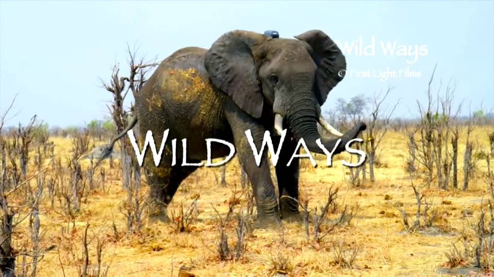 Wild Ways on Vimeo