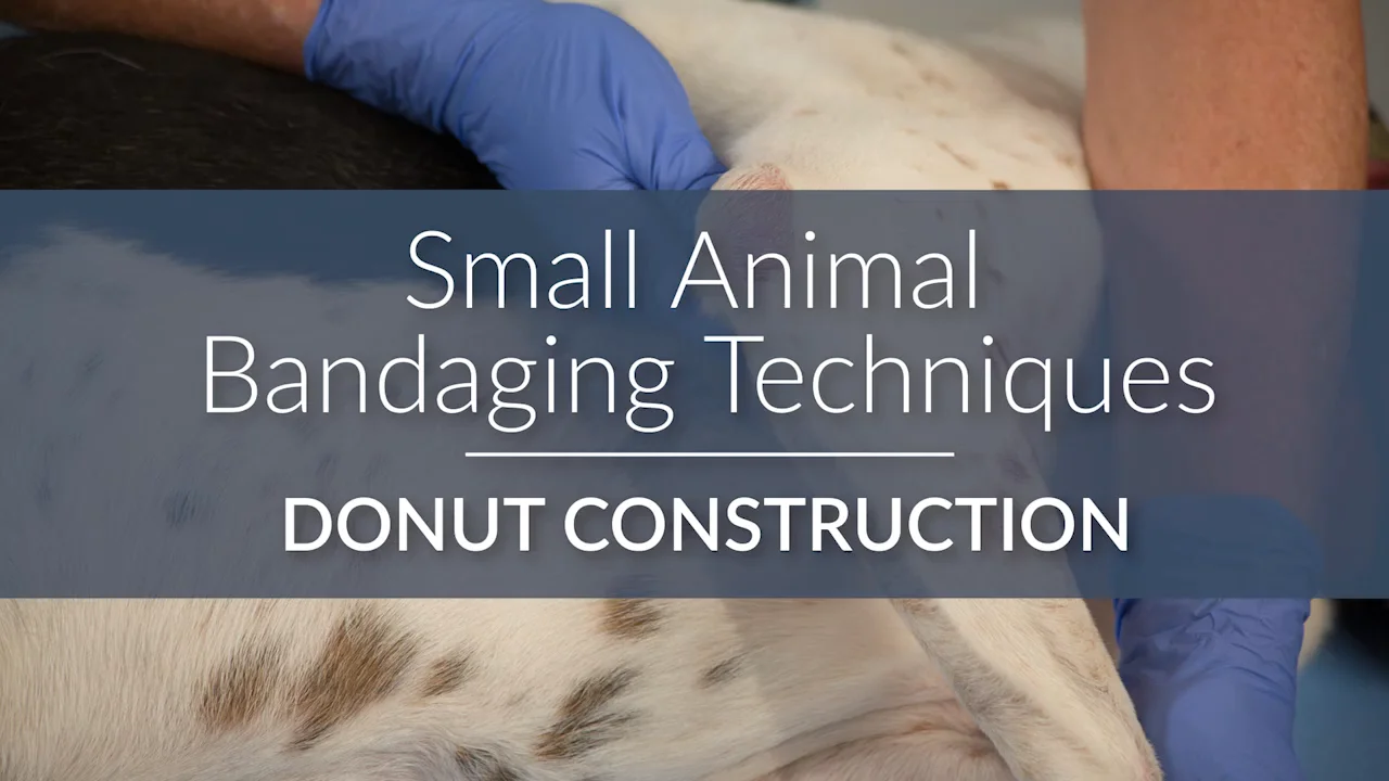 Module 1: Bandaging - Small Animal Bandaging Techniques: Donut ...