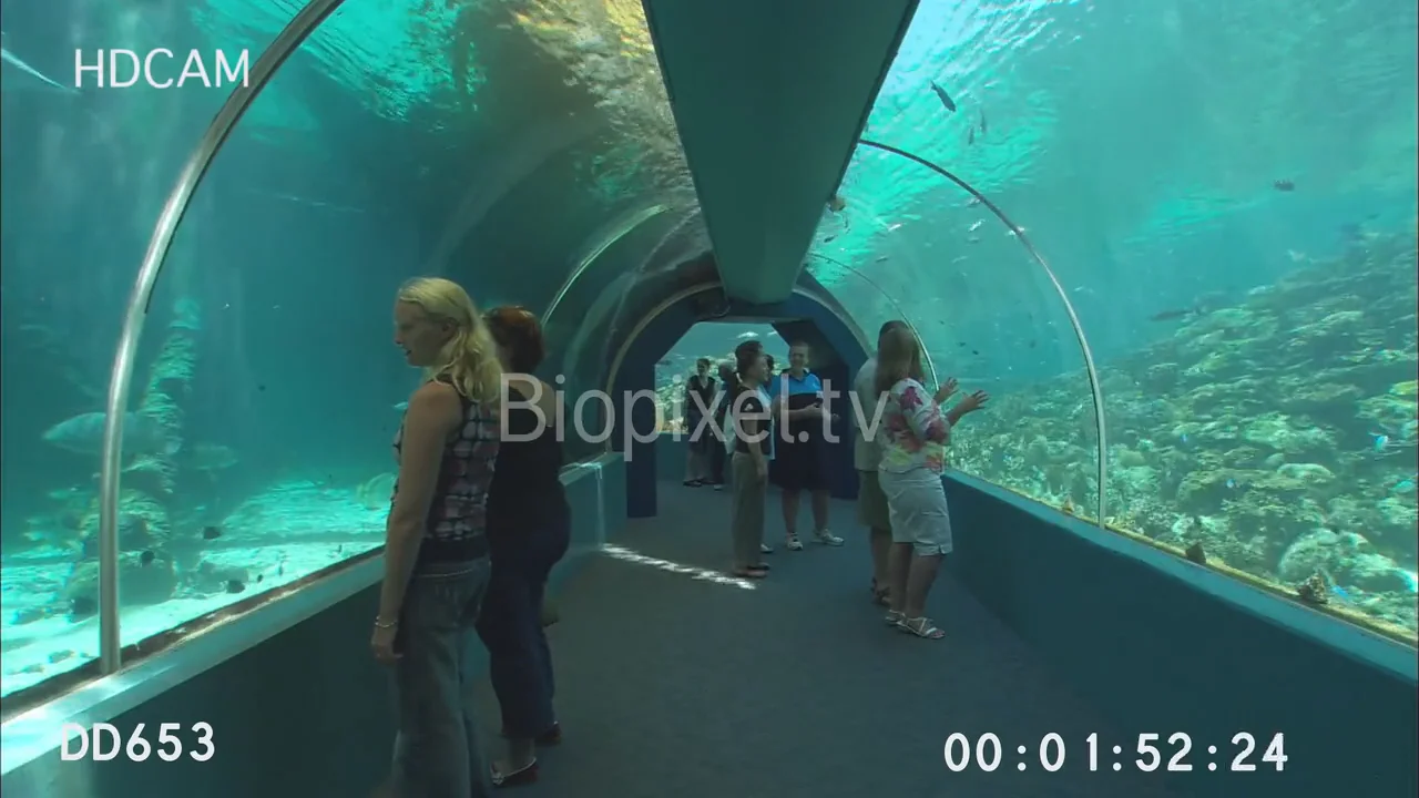 Tourism - Reef HQ aquarium on Vimeo