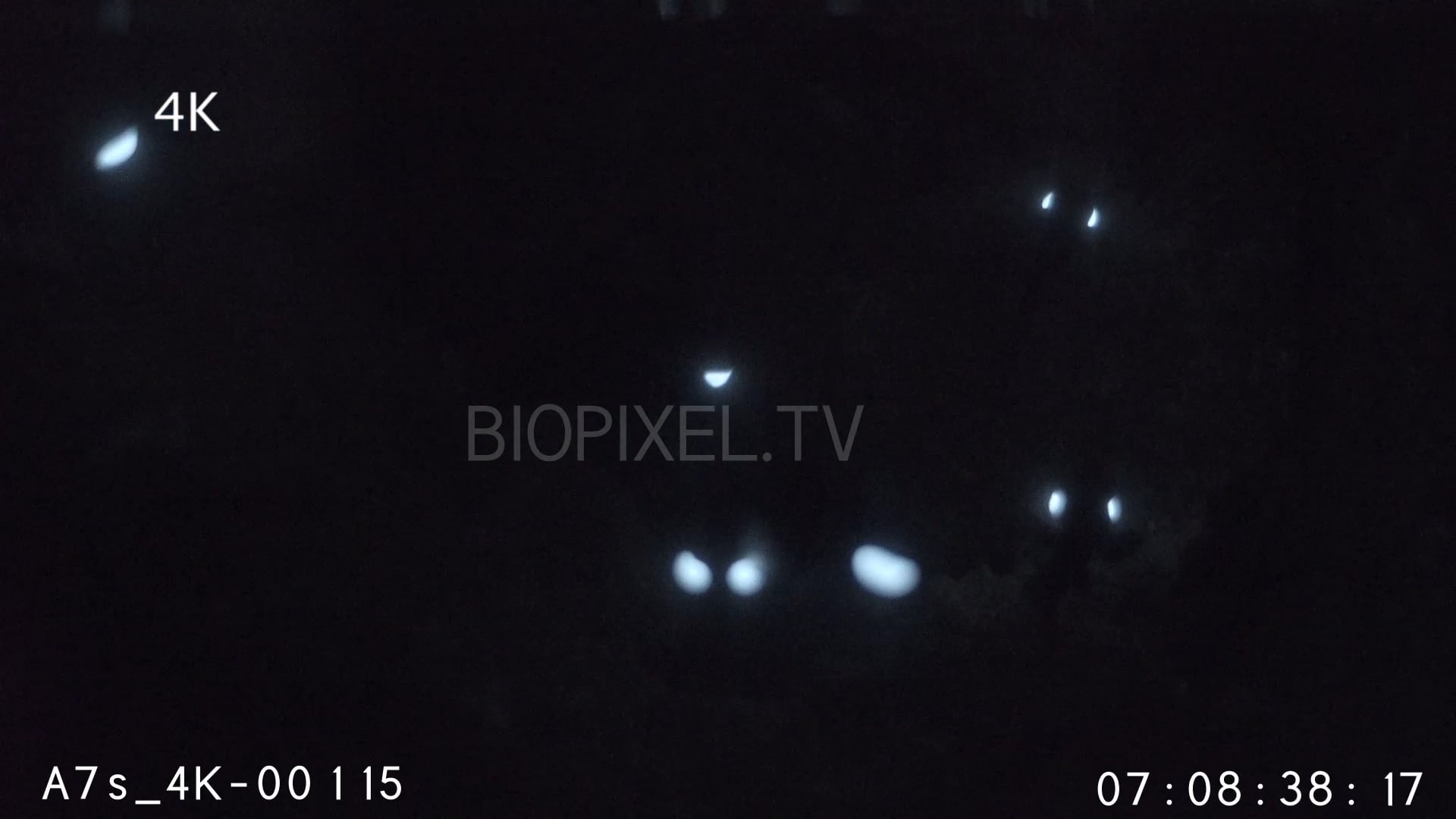 4K Fish School - Flashlight fish using low light Sony A7s camera 4K ...