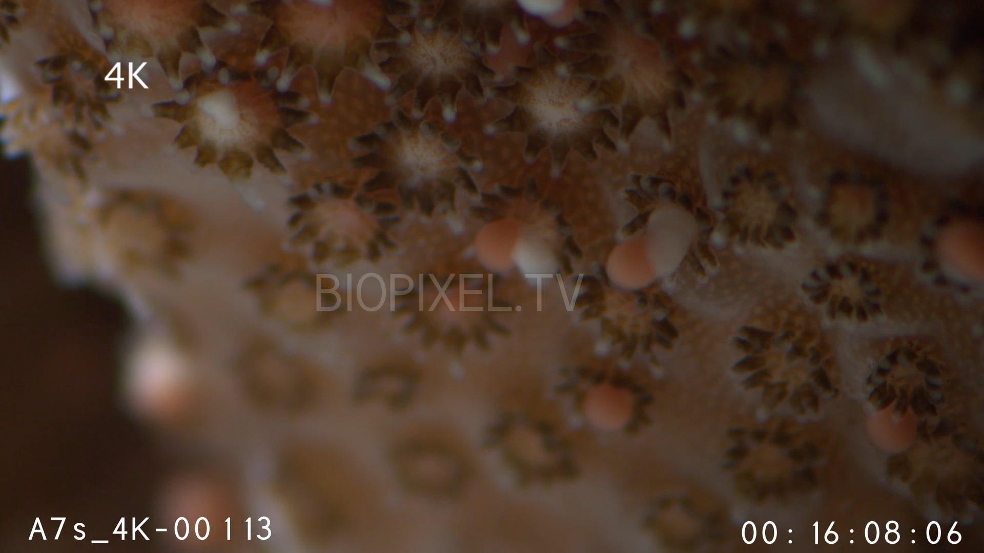 4K Reproduction Coral - Coral spawning macro close up 4K 1 on Vimeo