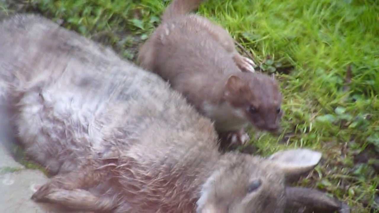 Stoat versus Rabbit, part 1 on Vimeo