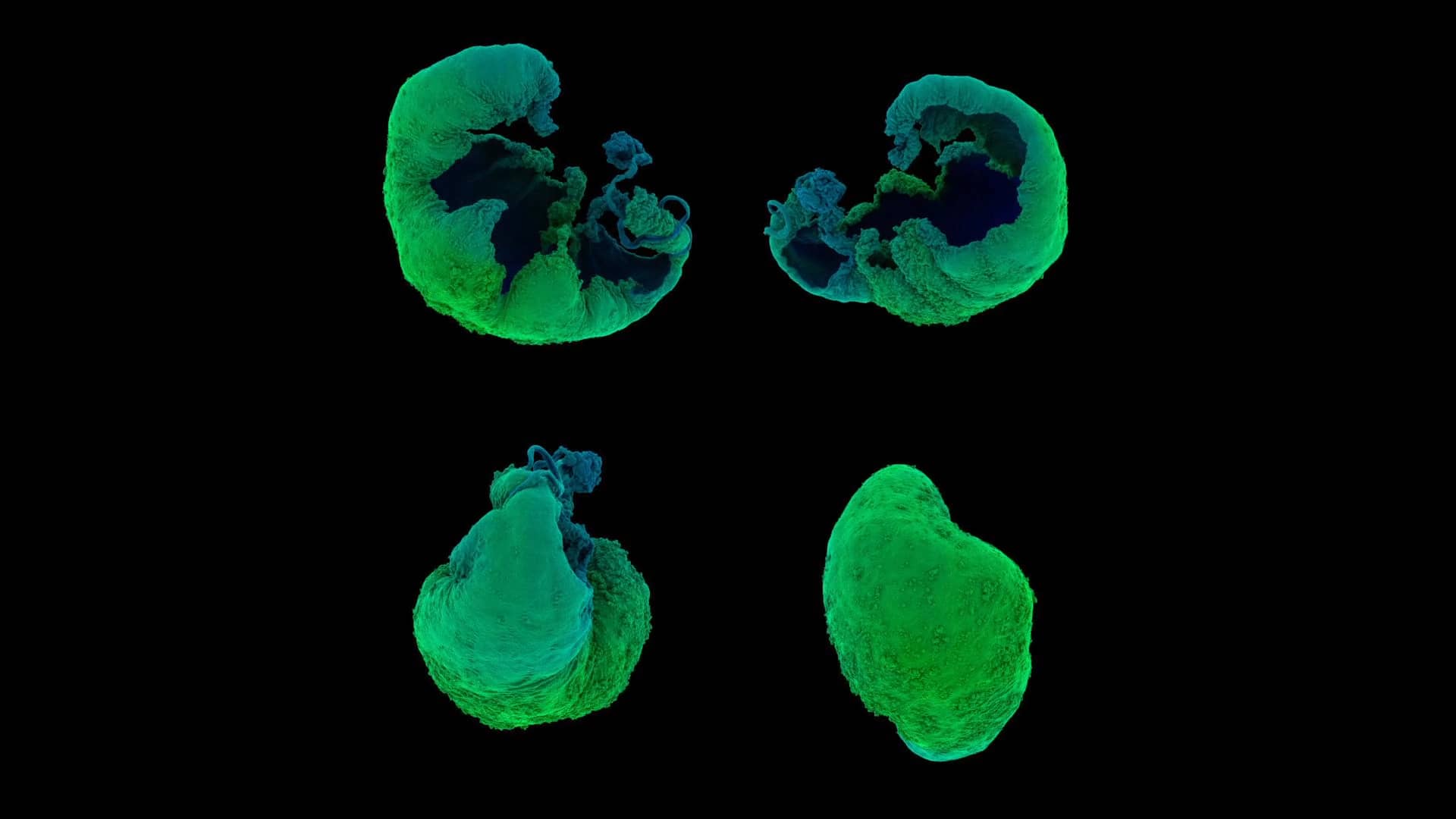 Hybrid Forms: Cell Differentiation on Vimeo