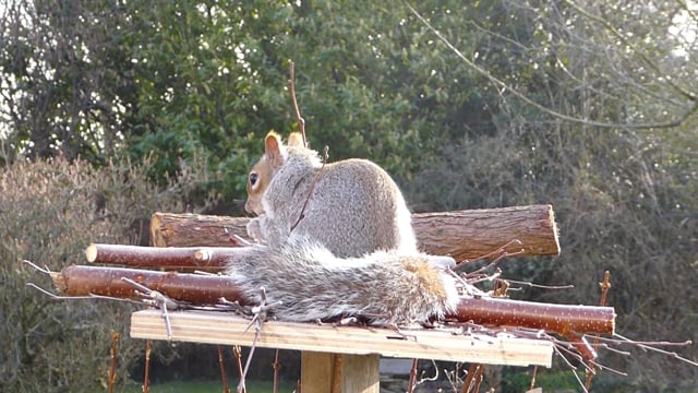Squirrel Gray Bird Table - Free video on Pixabay