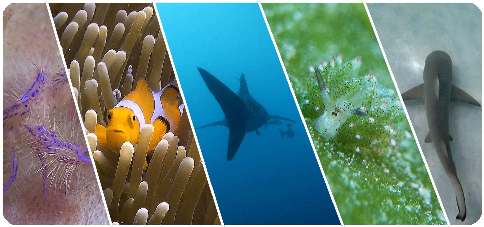 Underwater Showreel 2016 by David Palfrey on Vimeo