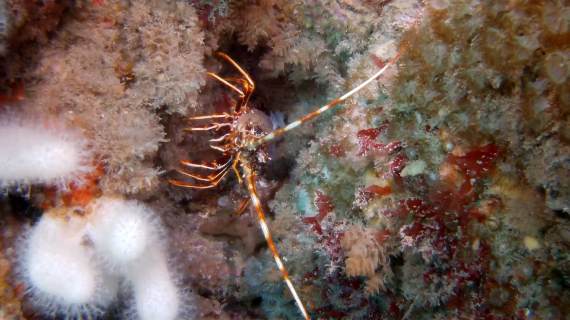 Dive The Rock - An underwater tour of life around the Bawden Rocks, St ...
