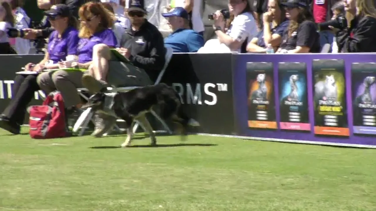 Dean Werts & Limit - Purina IDC 2016 on Vimeo