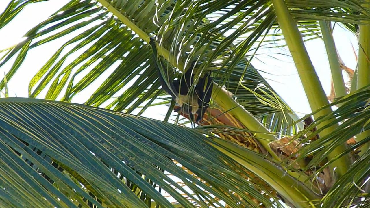 Flyvende hund on Vimeo