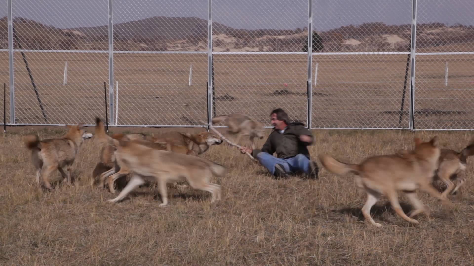 Instinct Spotlight - Wolf Training on Vimeo