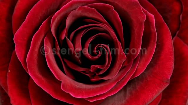 Rose flower / timelapse on Vimeo