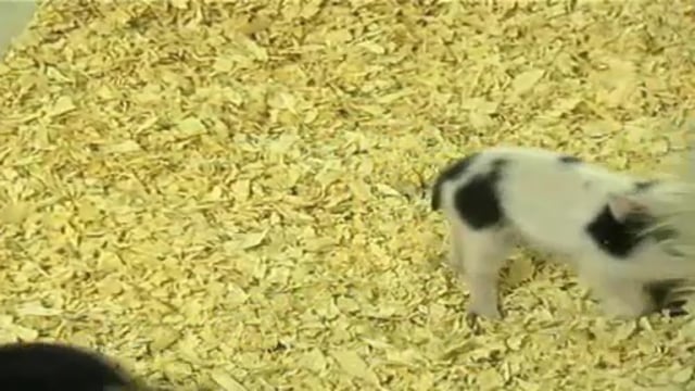 World views on pig cell transplants — Science Learning Hub