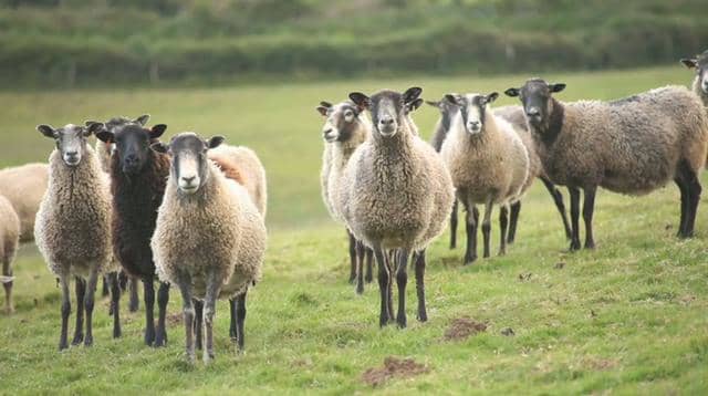 Shear Delight on Vimeo