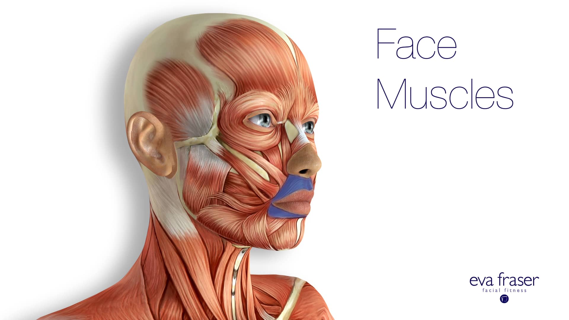 Face Muscles Diagram on Vimeo