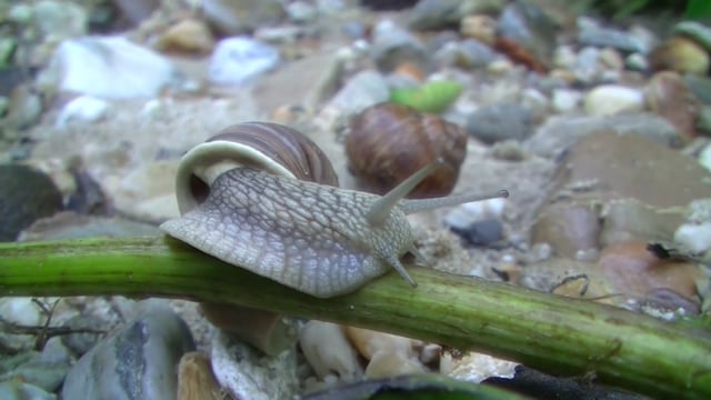 Snail, Animals, Shell. Free Stock Video - Pixabay
