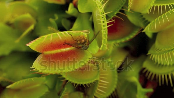stock-footage-carnivorous-plant-venus-flytrap-eats-a-fly on Vimeo