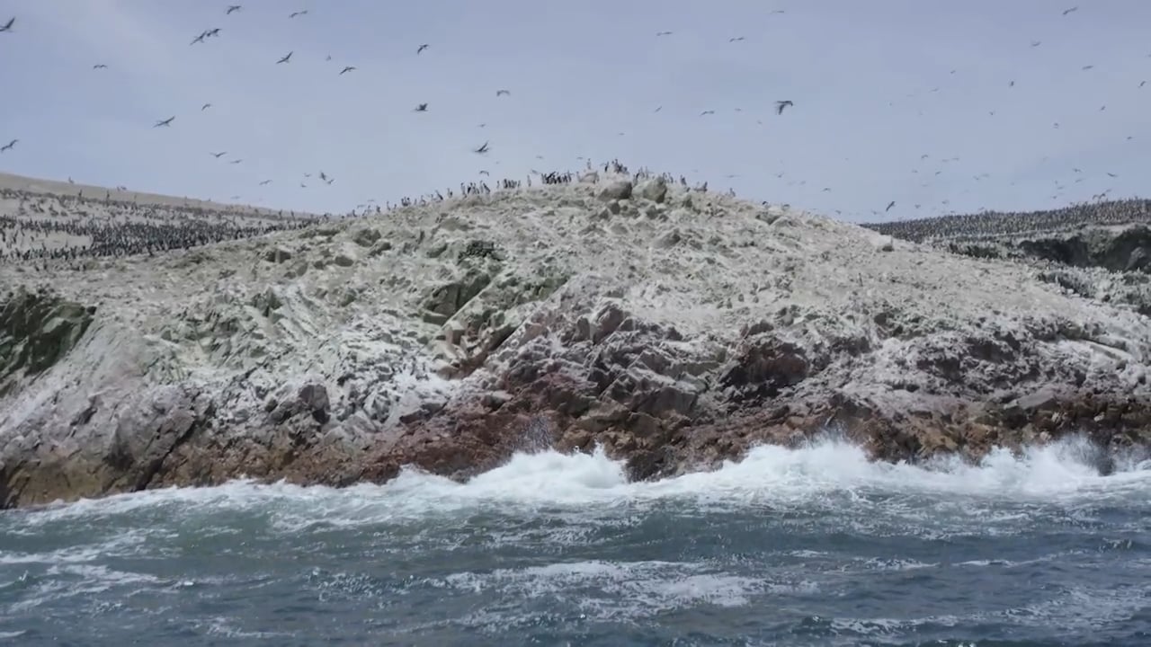 How Nature Works in Coastal Peru: The Amazing Biodiversity of a Coastal ...