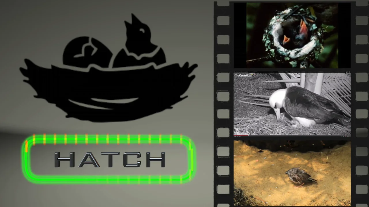 hatch: a video definition on Vimeo