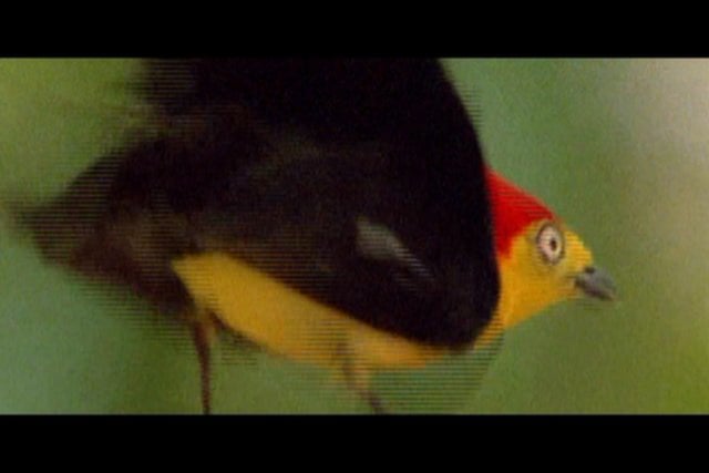 The Dancing Bird on Vimeo