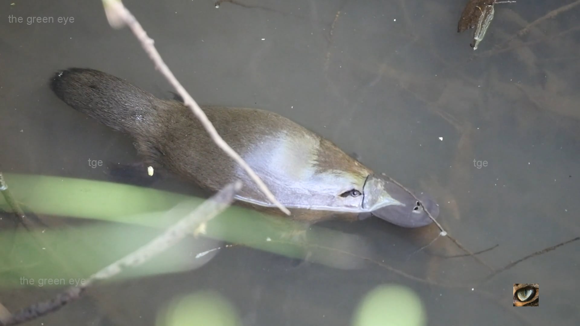 Duck-billed Platypus (Ornithorhynchus anatinus, Ornithorhynchidae ...