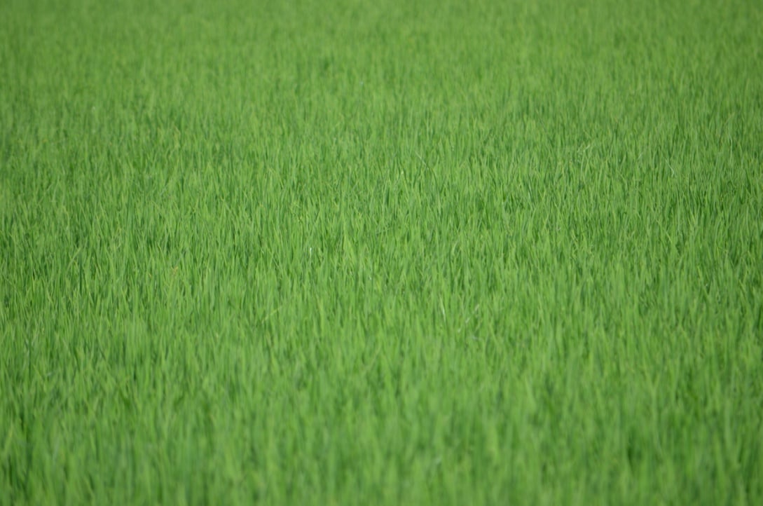 Zero Grade Rice Farming on Vimeo