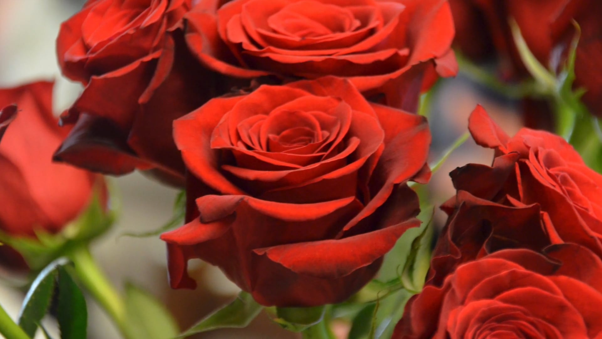 Trailer Maria Massot Arjona